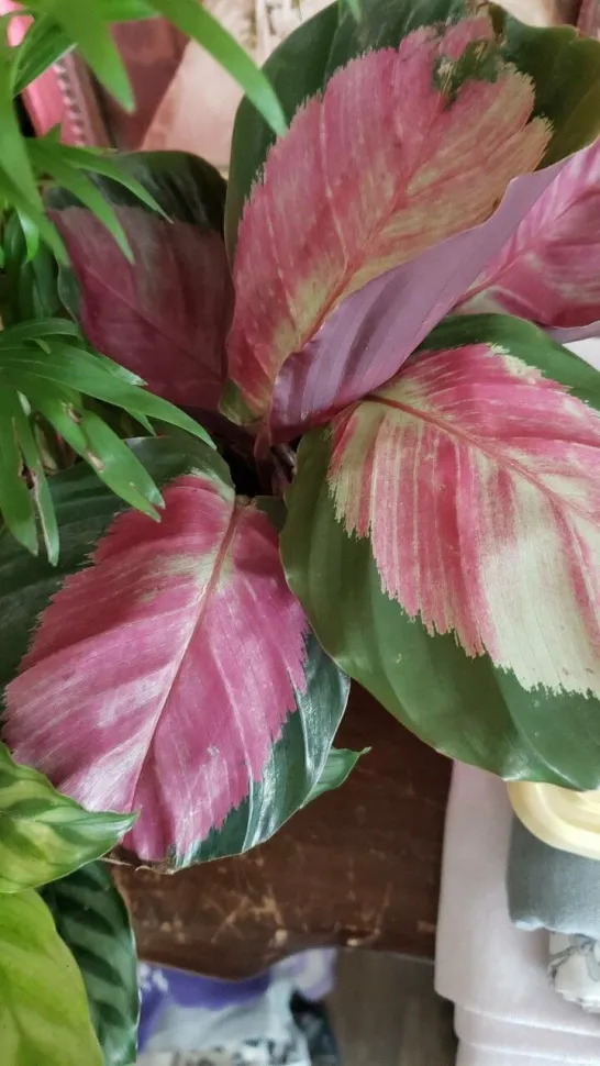 Calathea picturata 'Crimson' – Calathea rose