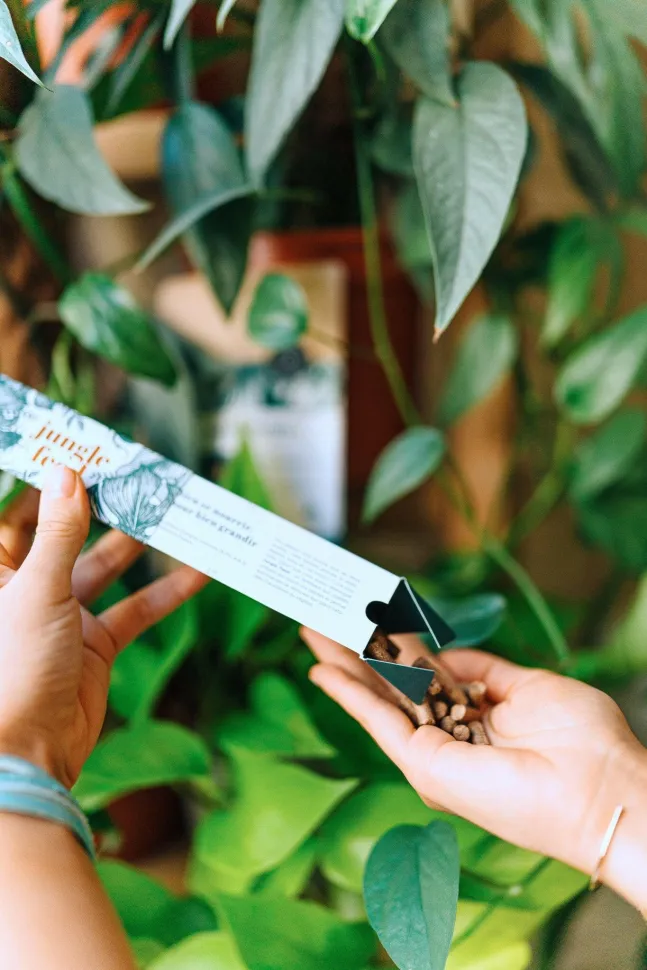 Monstera obliqua - Houseplant