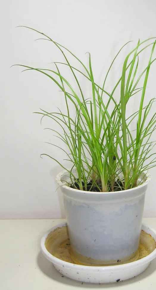 Cyperus alternifolius - False papyrus