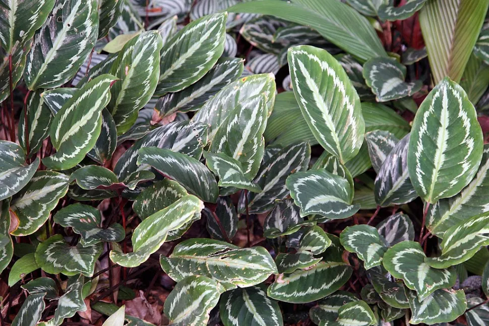 Calathea picturata – Goeppertia picturata