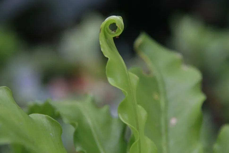 Bird's nest fern - Asplenium antiquum