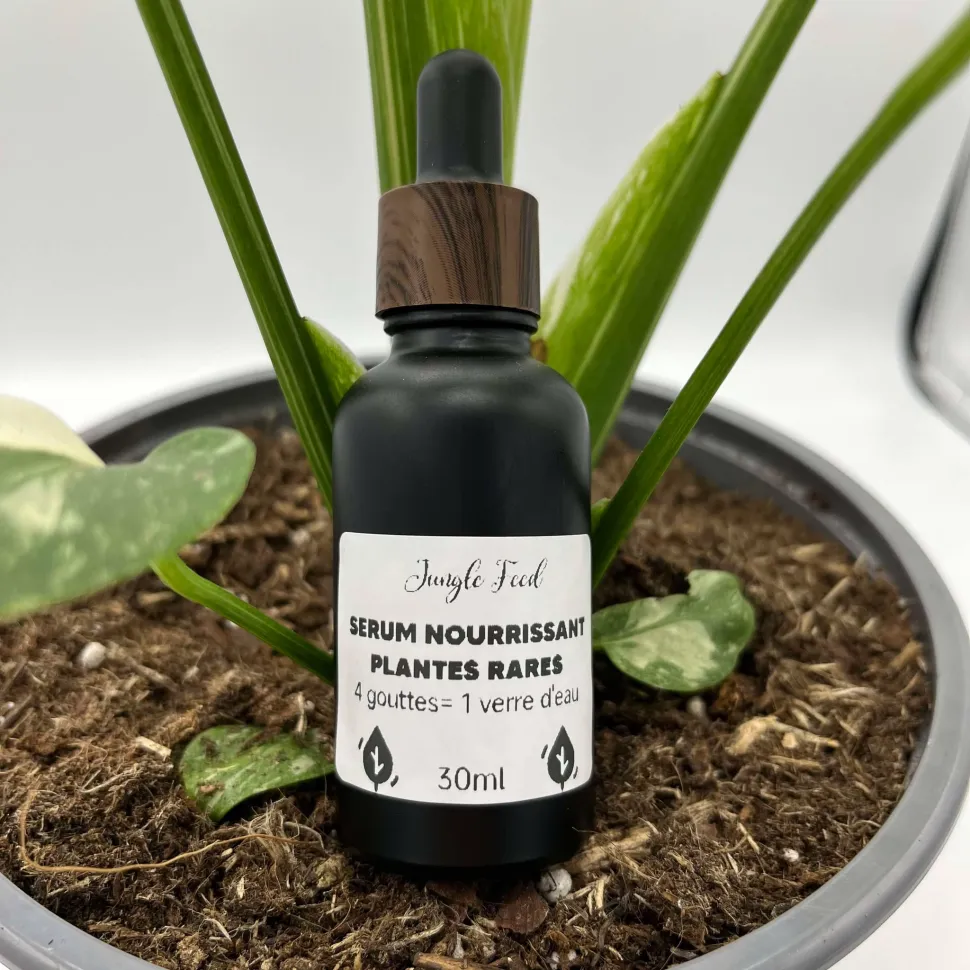 Alocasia micholitziana - Alocasia 'Green Velvet'